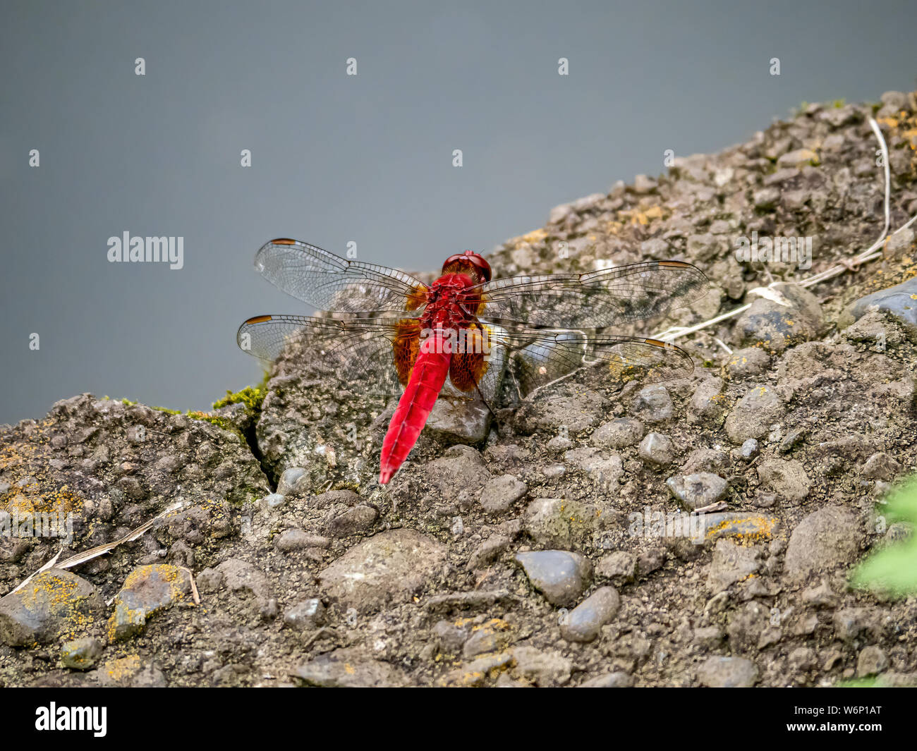 A scarlet skimmer or ruddy marsh skimmer, crocothemis servilia, resting ...