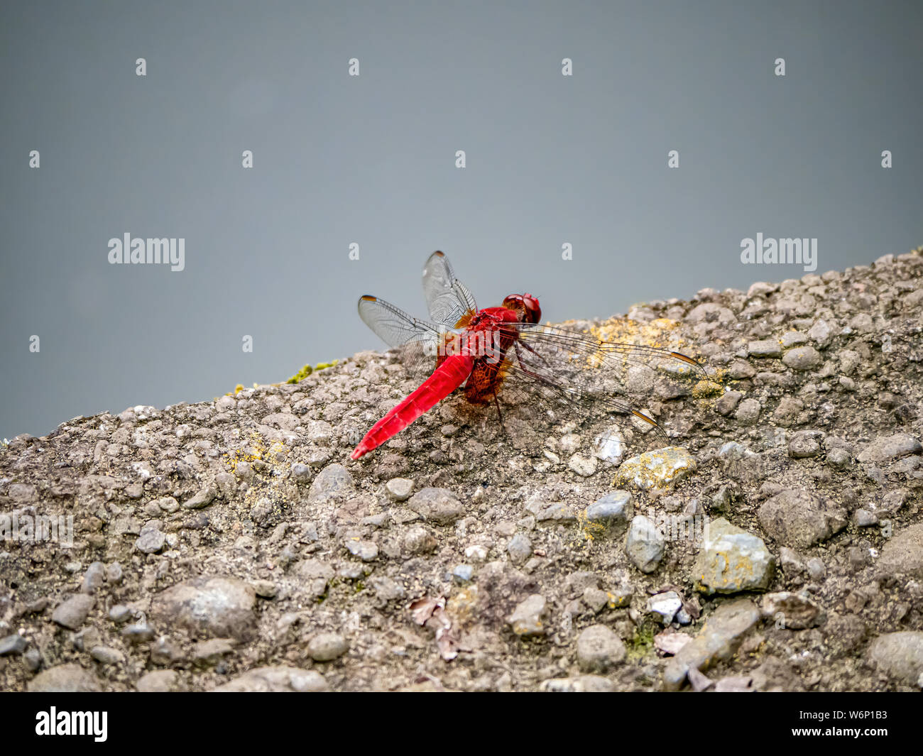 Scarlet skimmer hi-res stock photography and images - Alamy