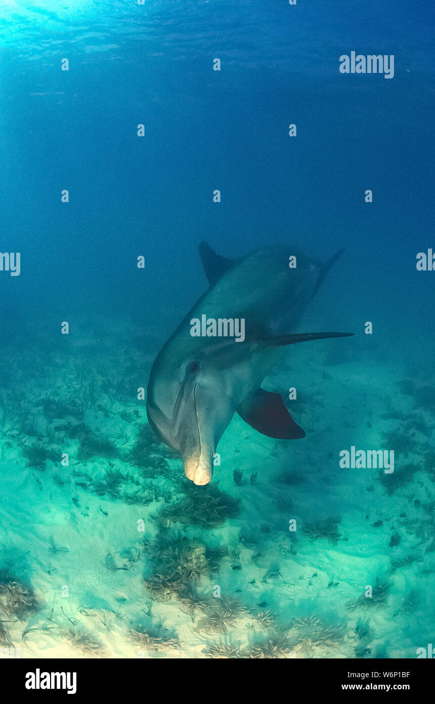 Dolphin diving hi-res stock photography and images - Alamy