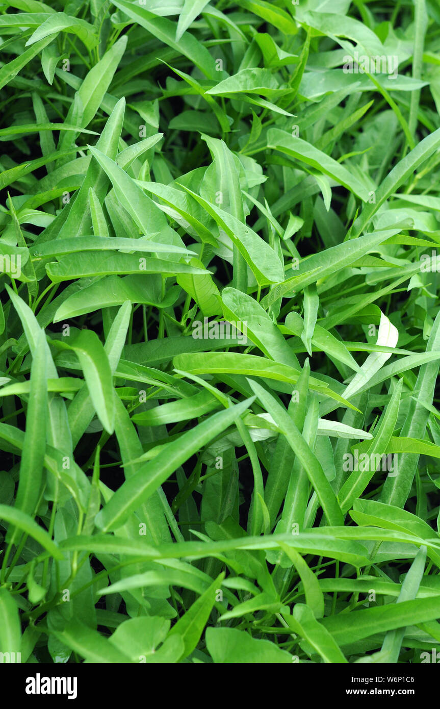 Ipomoea aquatica hi-res stock photography and images - Alamy