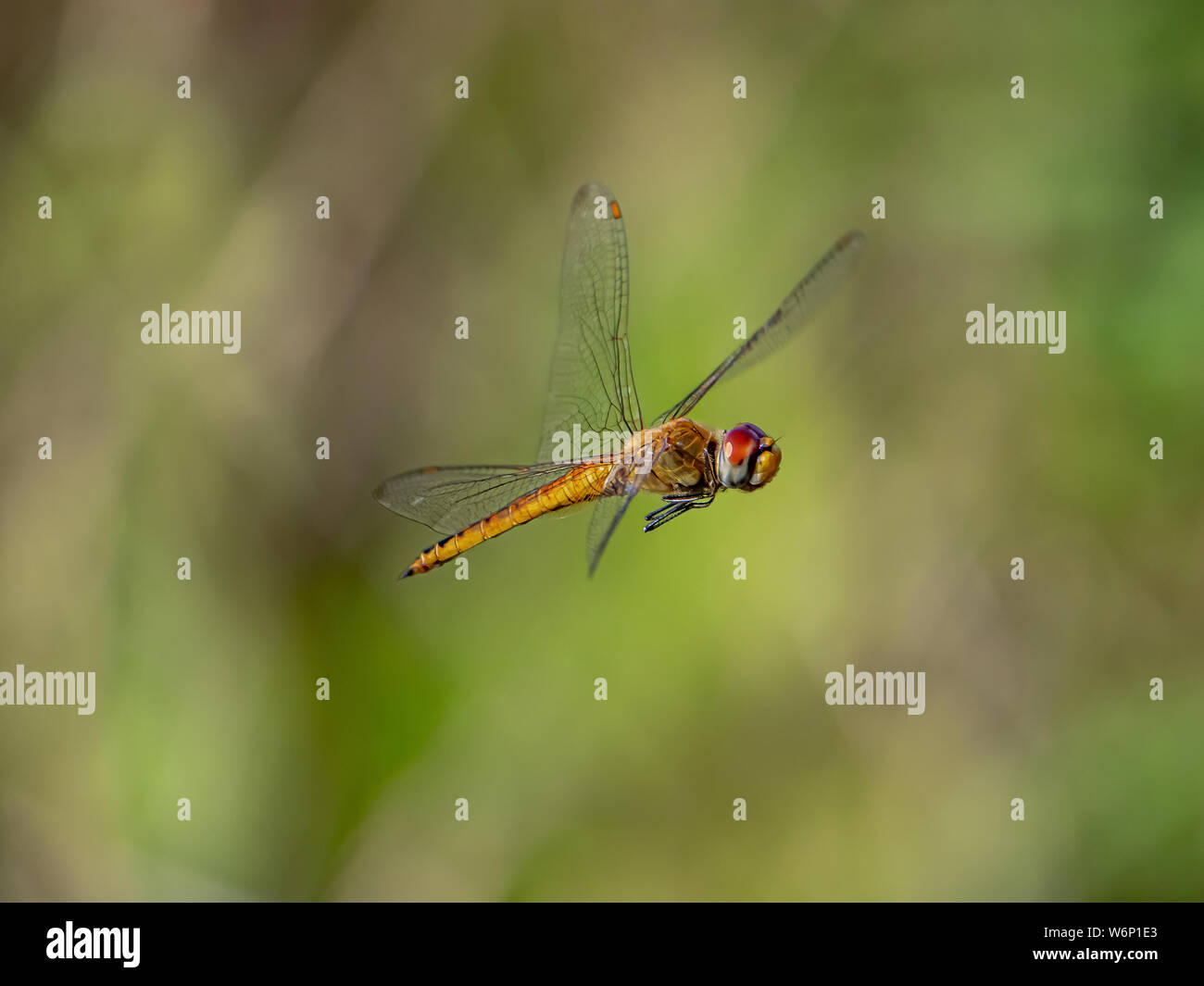 A wandering glider, Pantala flavescens, also called a globe skimmer or ...