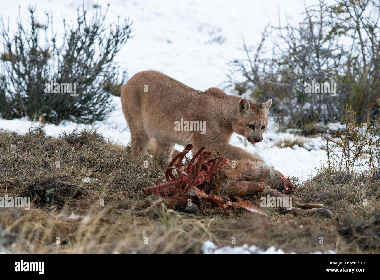 Puma cub eating a Guanaco in Torres del Paine National Park, Chile ...