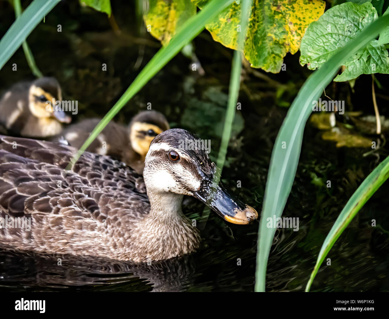 Eastern Spot Billed Ducks High Resolution Stock Photography and Images ...
