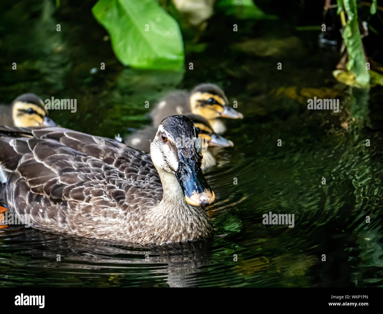 Eastern Spot Billed Ducks High Resolution Stock Photography and Images ...
