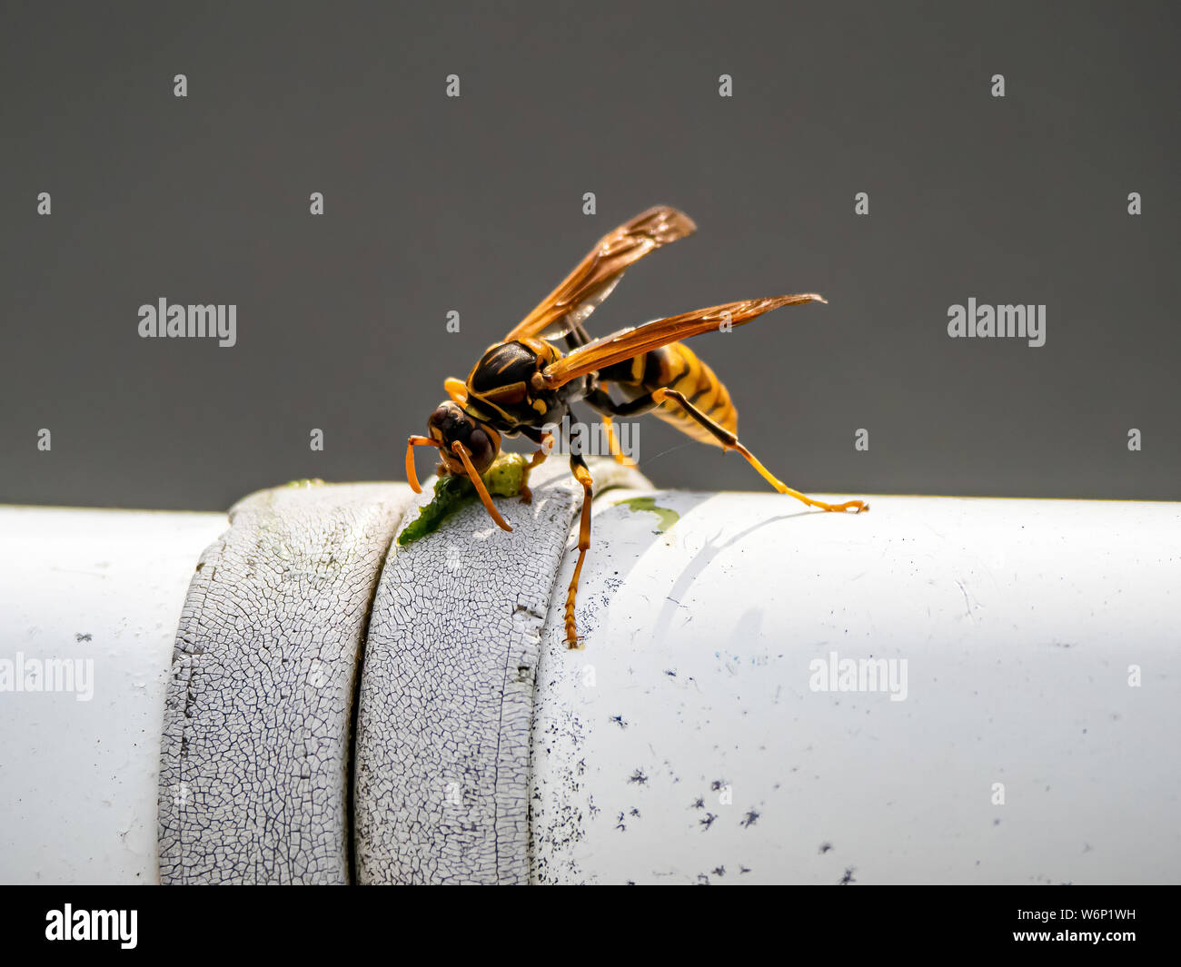 With captured insect hi-res stock photography and images - Alamy