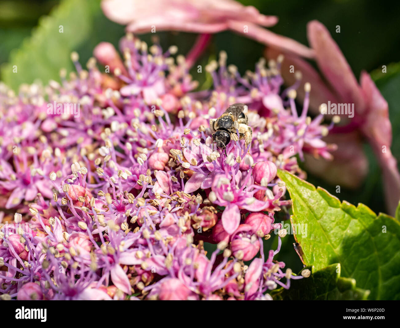 A long lipped mining bee, Andrena barbilabris, collects pollen and ...