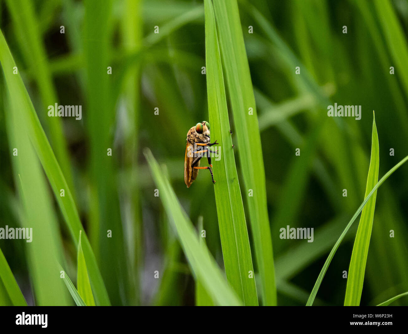 A robber fly, also known as assassin flies -species cophinopoda ...