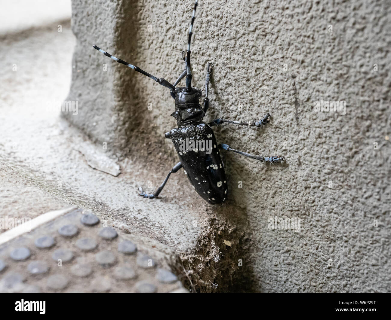 A citrus long-horned beetle, Anoplophora chinensis, climbs up the stair ...