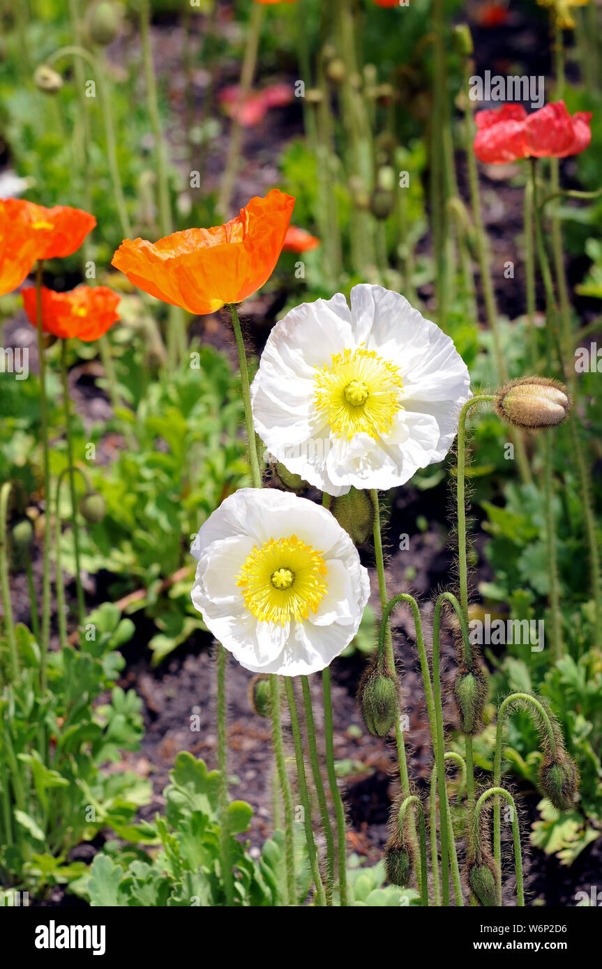mix colorful poppy flowers in garden under sunshine Stock Photo - Alamy