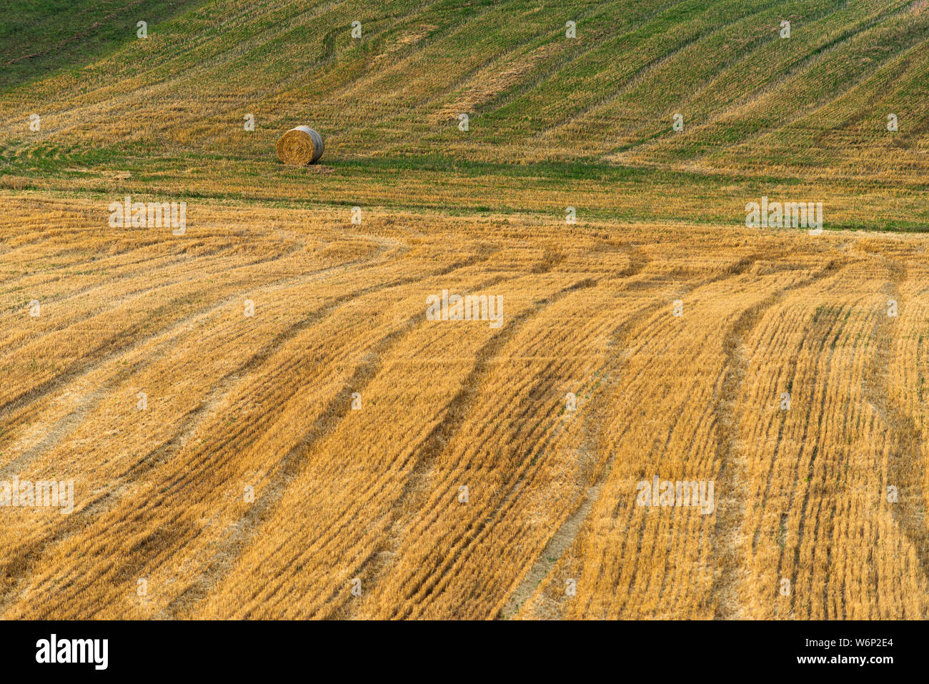 Several straw swaths, with wheat stubble in between, left in straight ...