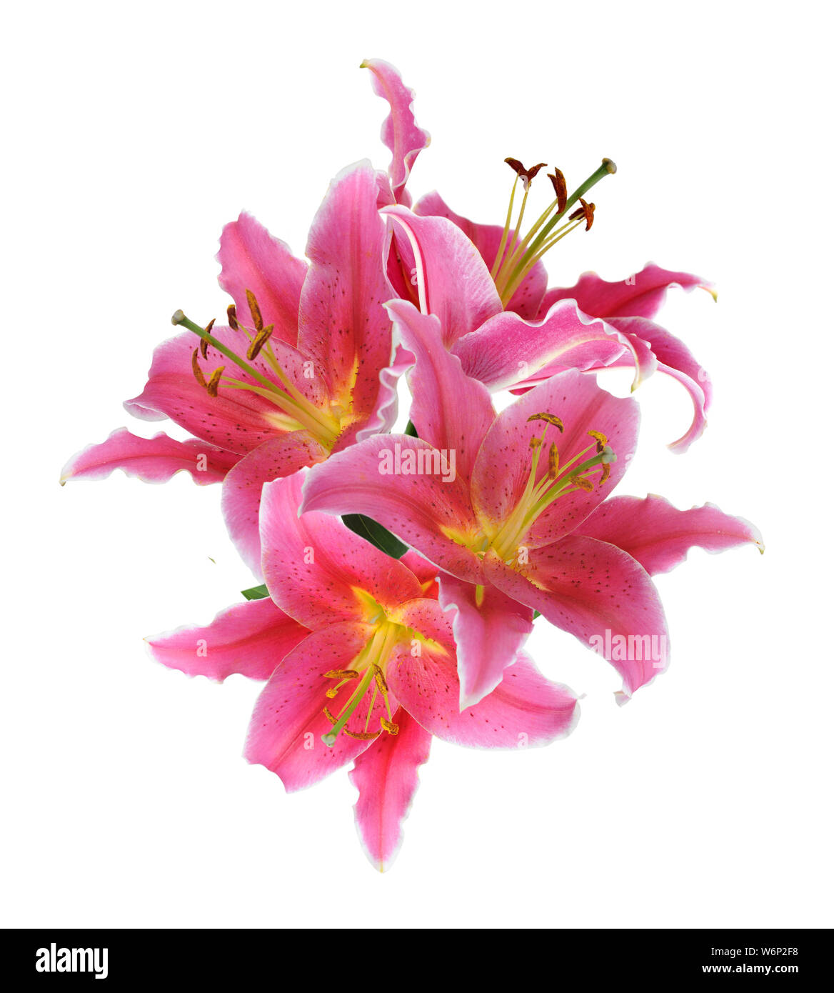 fresh pink lily flower isolated on white Stock Photo - Alamy