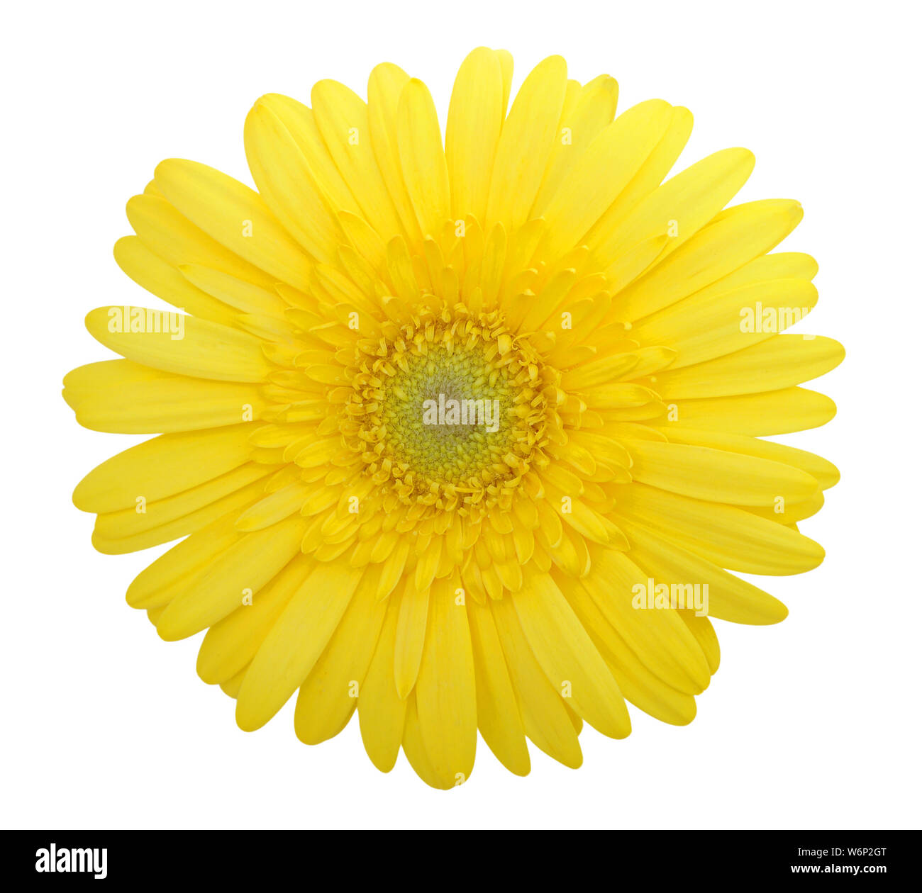 single yellow gerbera isolated on white Stock Photo - Alamy