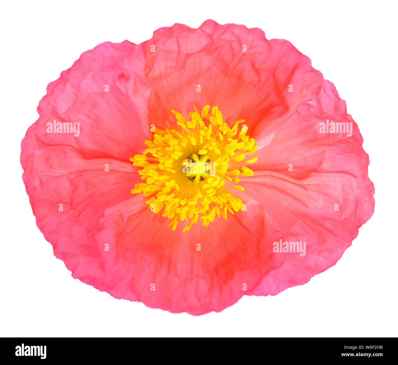 Closeup of pink poppy Cut Out Stock Images & Pictures - Alamy