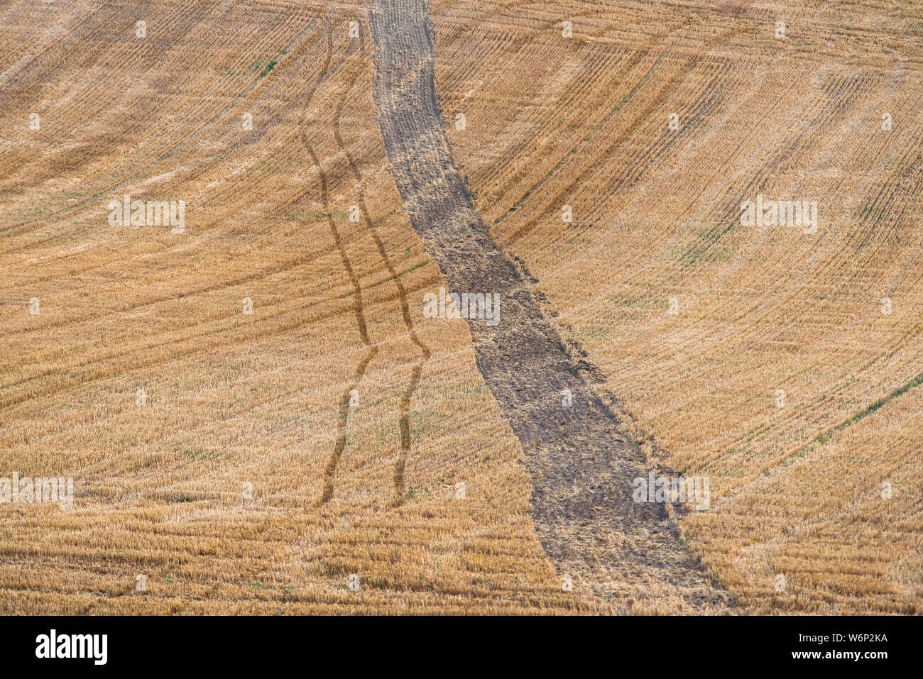 Several straw swaths, with wheat stubble in between, left in straight ...