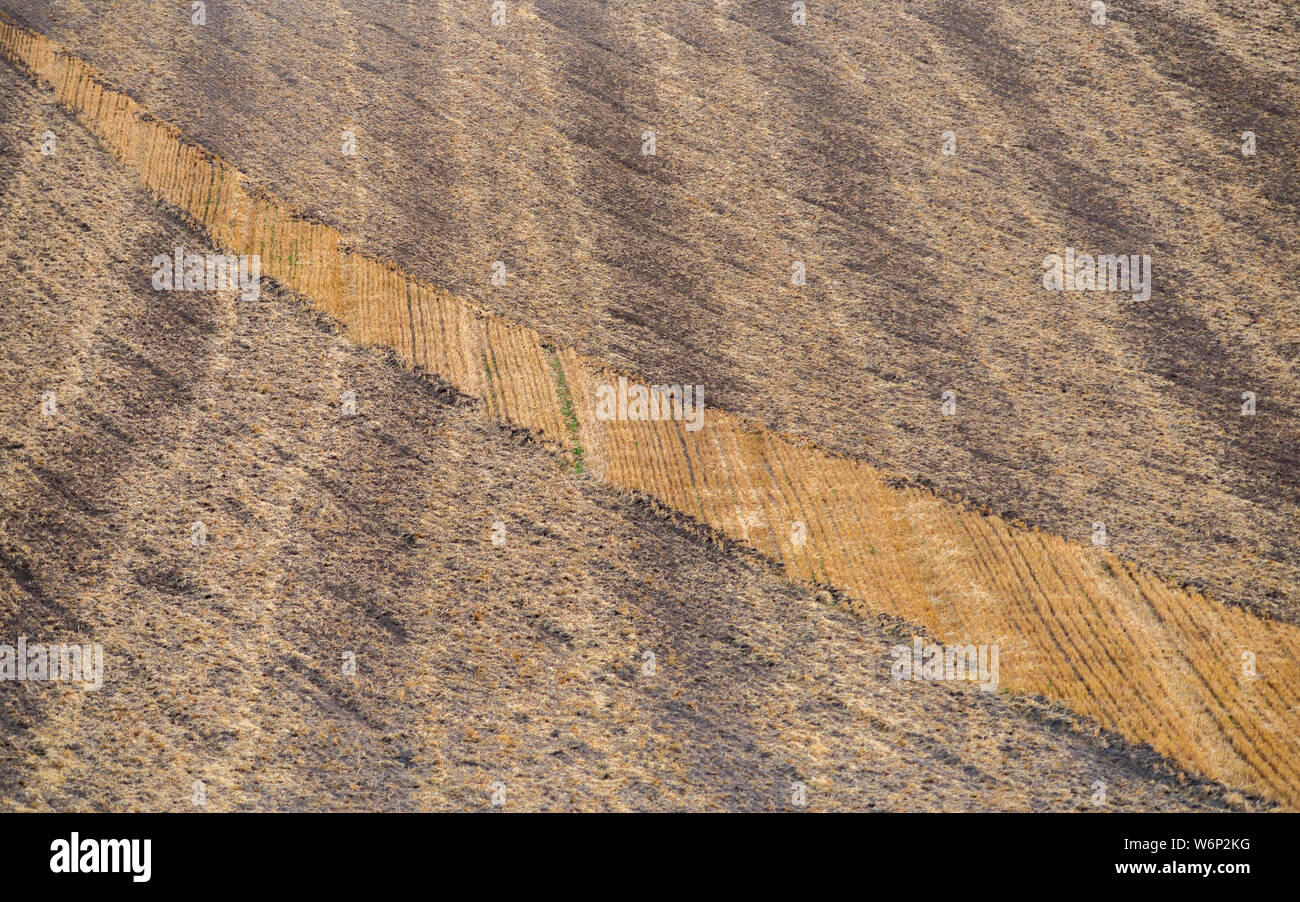 Several straw swaths, with wheat stubble in between, left in straight ...