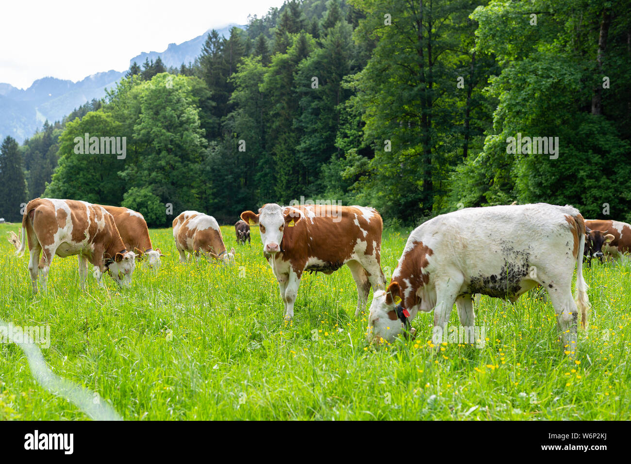 Postcard view. Cows on a green field,grazing on the green grass of a ...