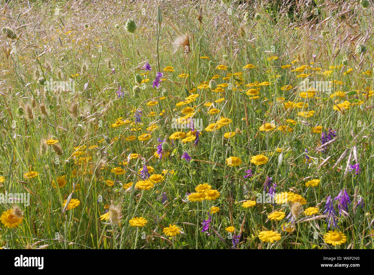 Wild flowers and grasses in the field. Closeup. Summer, June ...