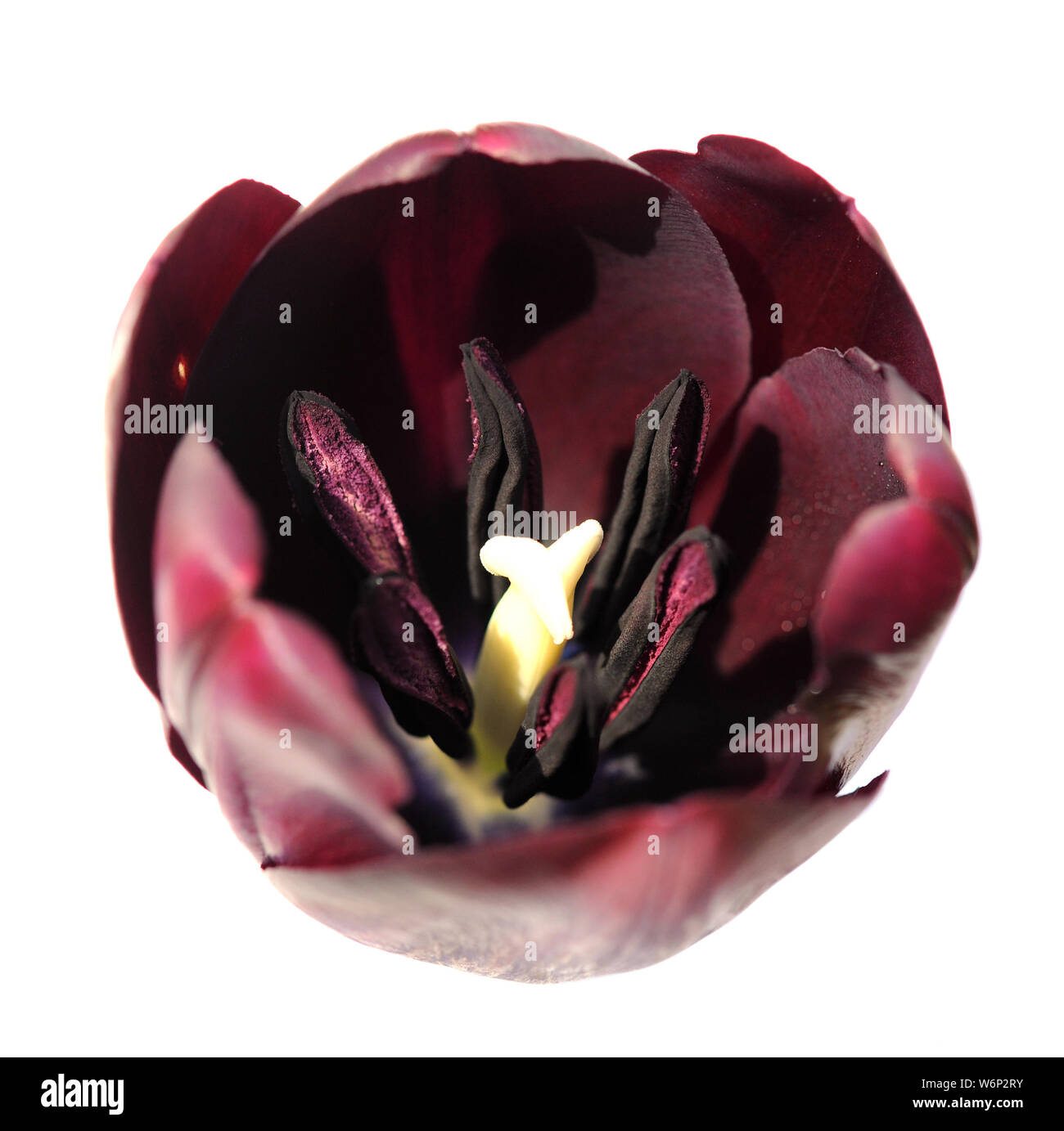 red brown tulip Stock Photo - Alamy