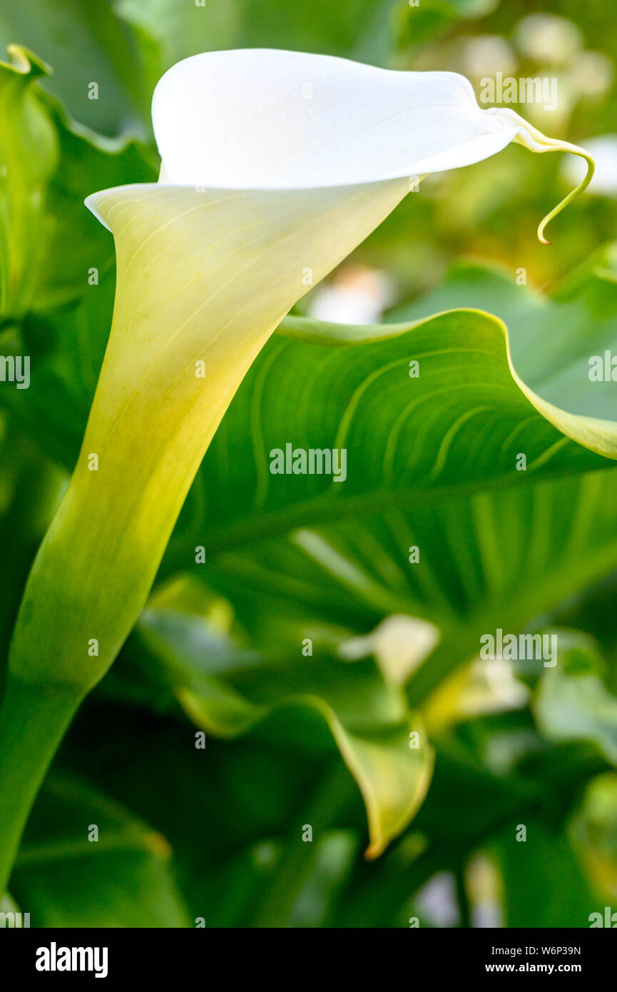 Funnel Like Shape of Calla Lily Stock Photo - Alamy