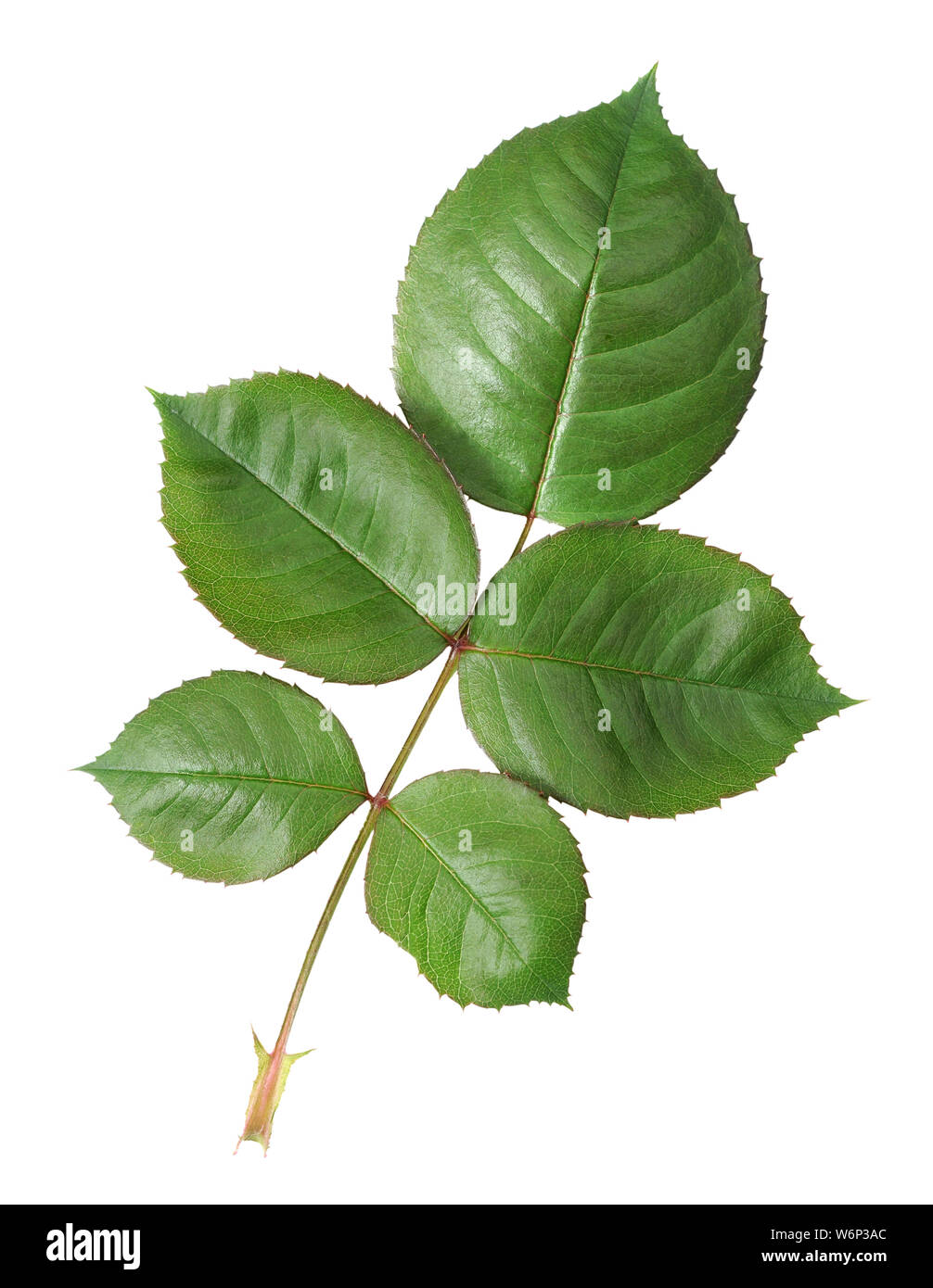 rose leaves isolated on white background Stock Photo - Alamy