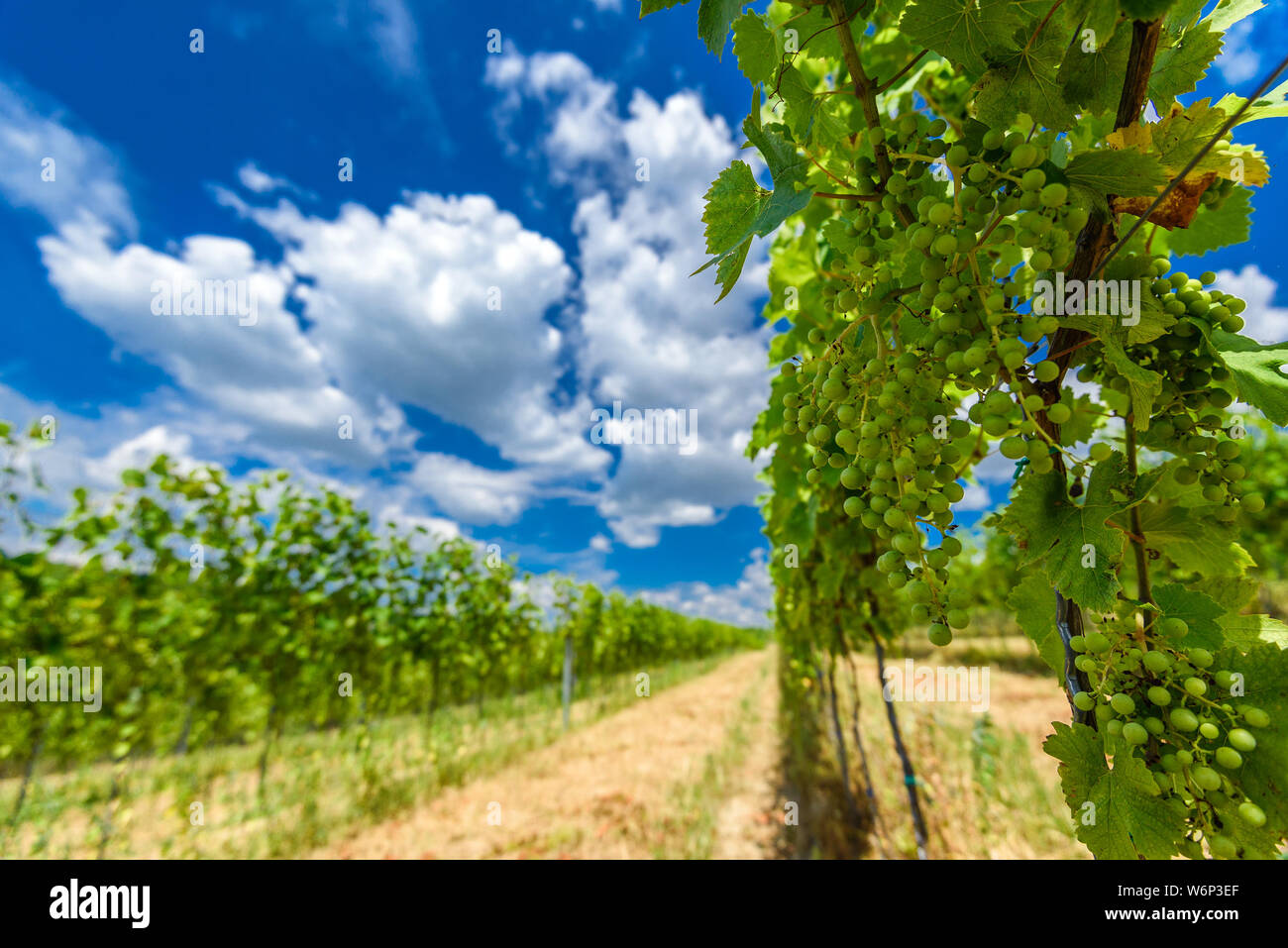 Vineyard landscape with beautiful clouds and blue sky in summer. Cloud ...