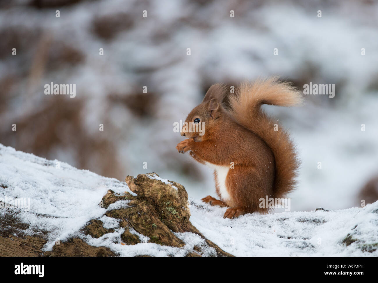 Red Squirrel, Loch Leven, Scotland Stock Photo - Alamy