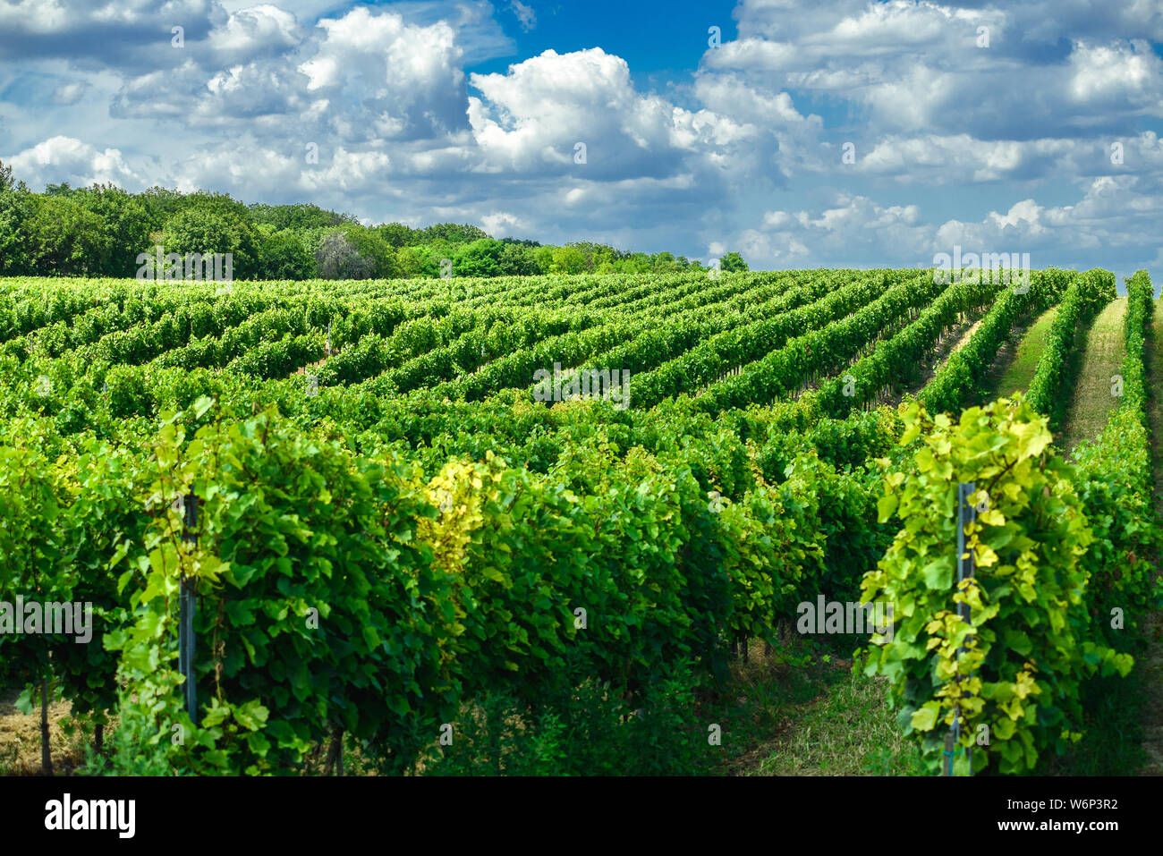 Vineyard landscape with beautiful clouds and blue sky in summer. Cloud ...