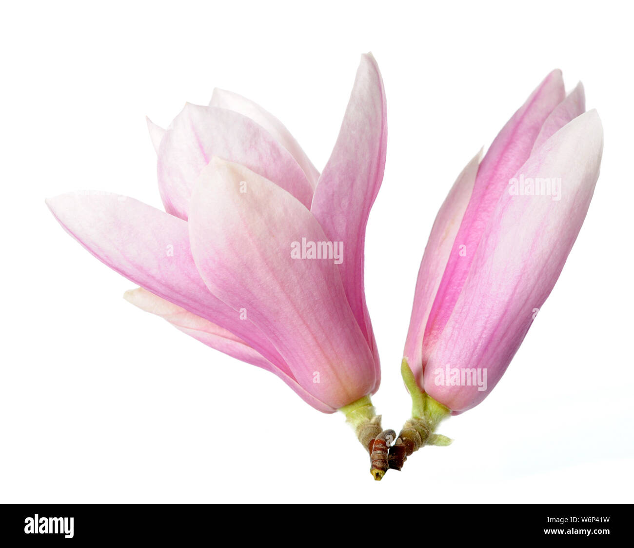 magnolia flowers isolated on white background Stock Photo - Alamy