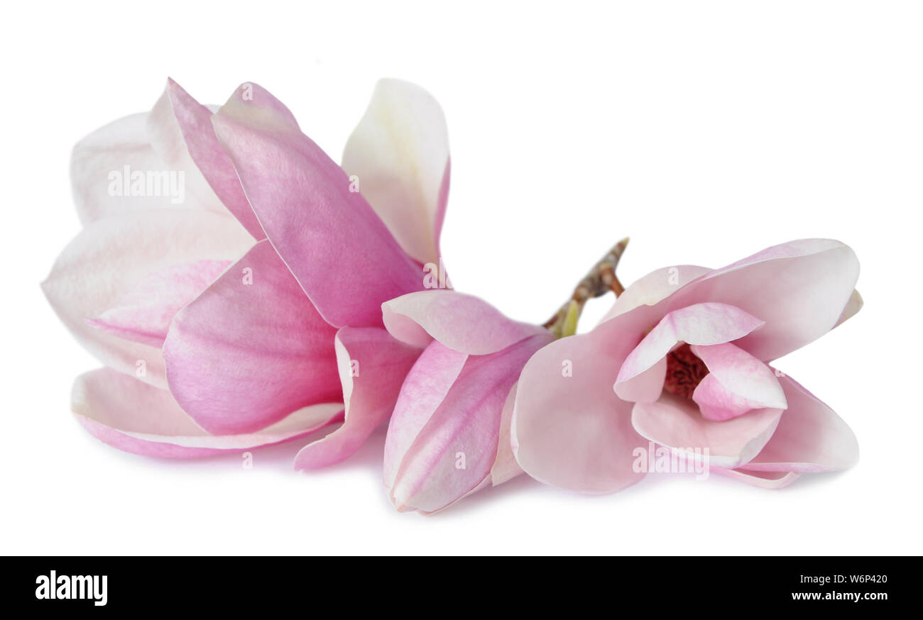 magnolia flowers on white background Stock Photo - Alamy