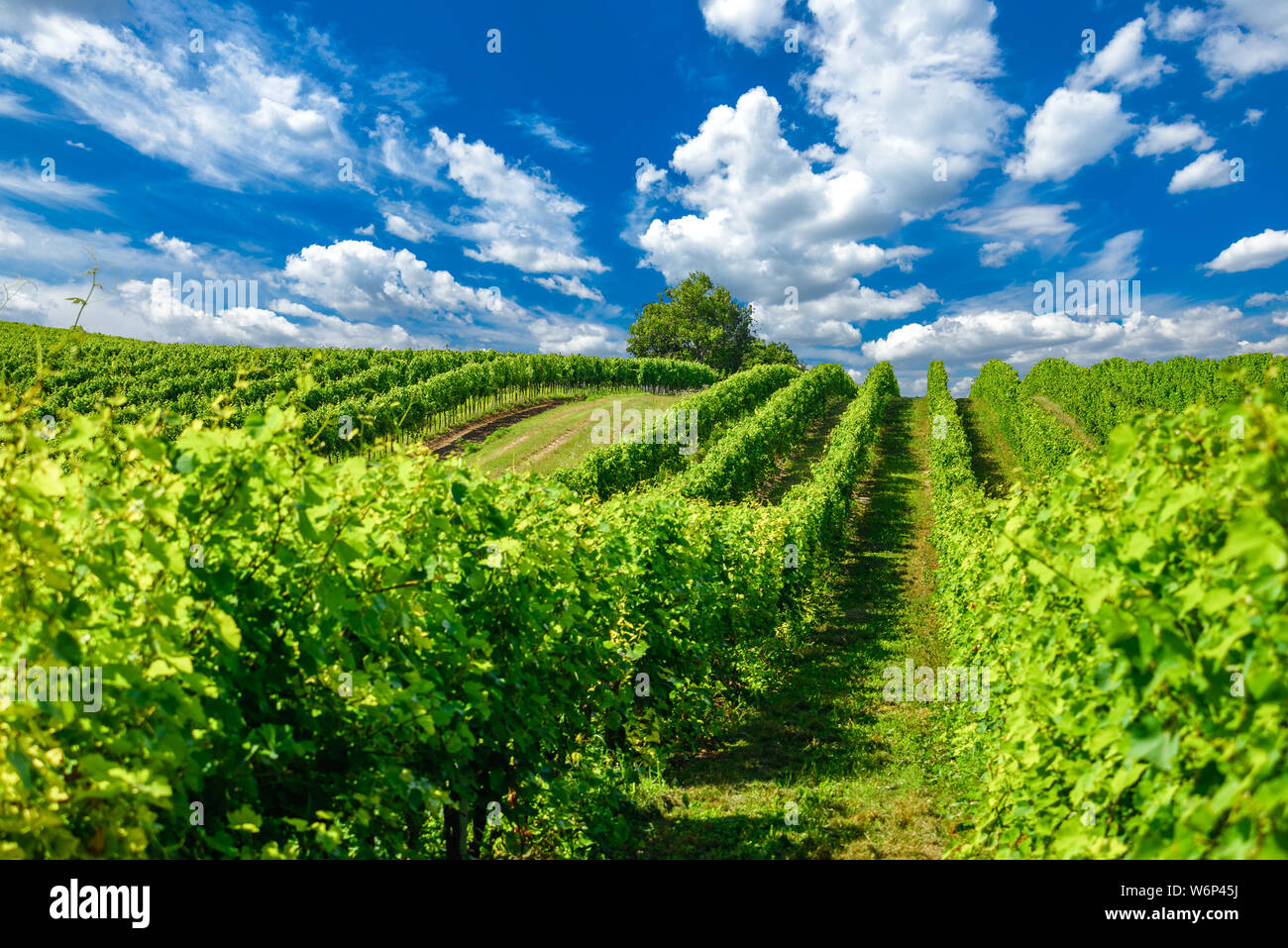 Vineyard landscape with beautiful clouds and blue sky in summer. Cloud ...