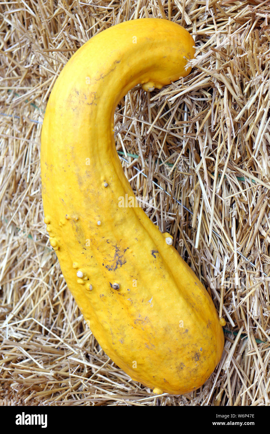 Bunch of hay hi-res stock photography and images - Alamy