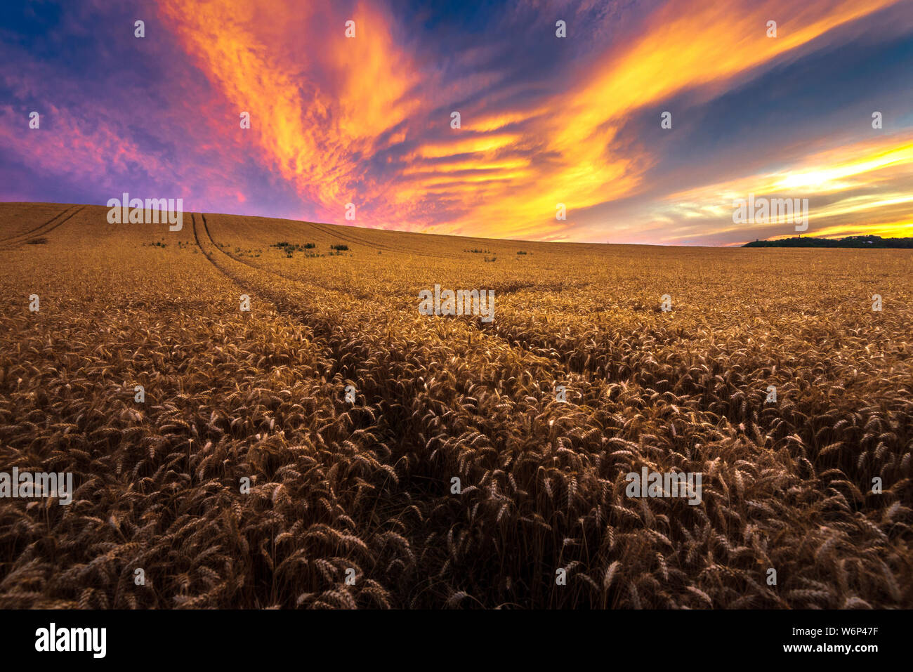 Wheat field landscape with path in the sunset time, Hungary. Ripening ...