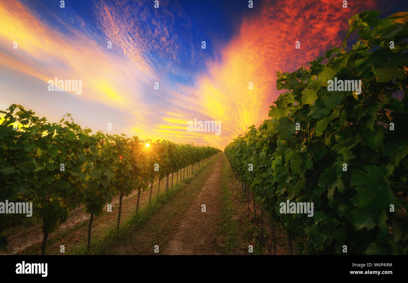 Vineyard landscape with beautiful clouds and sunset sky in summer ...