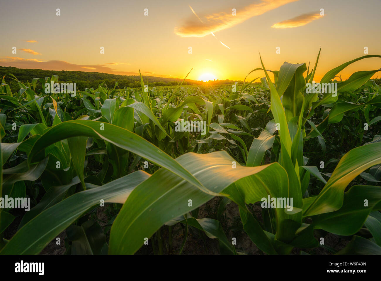 Young green corn growing on the field at sunset. Young Corn Plants ...