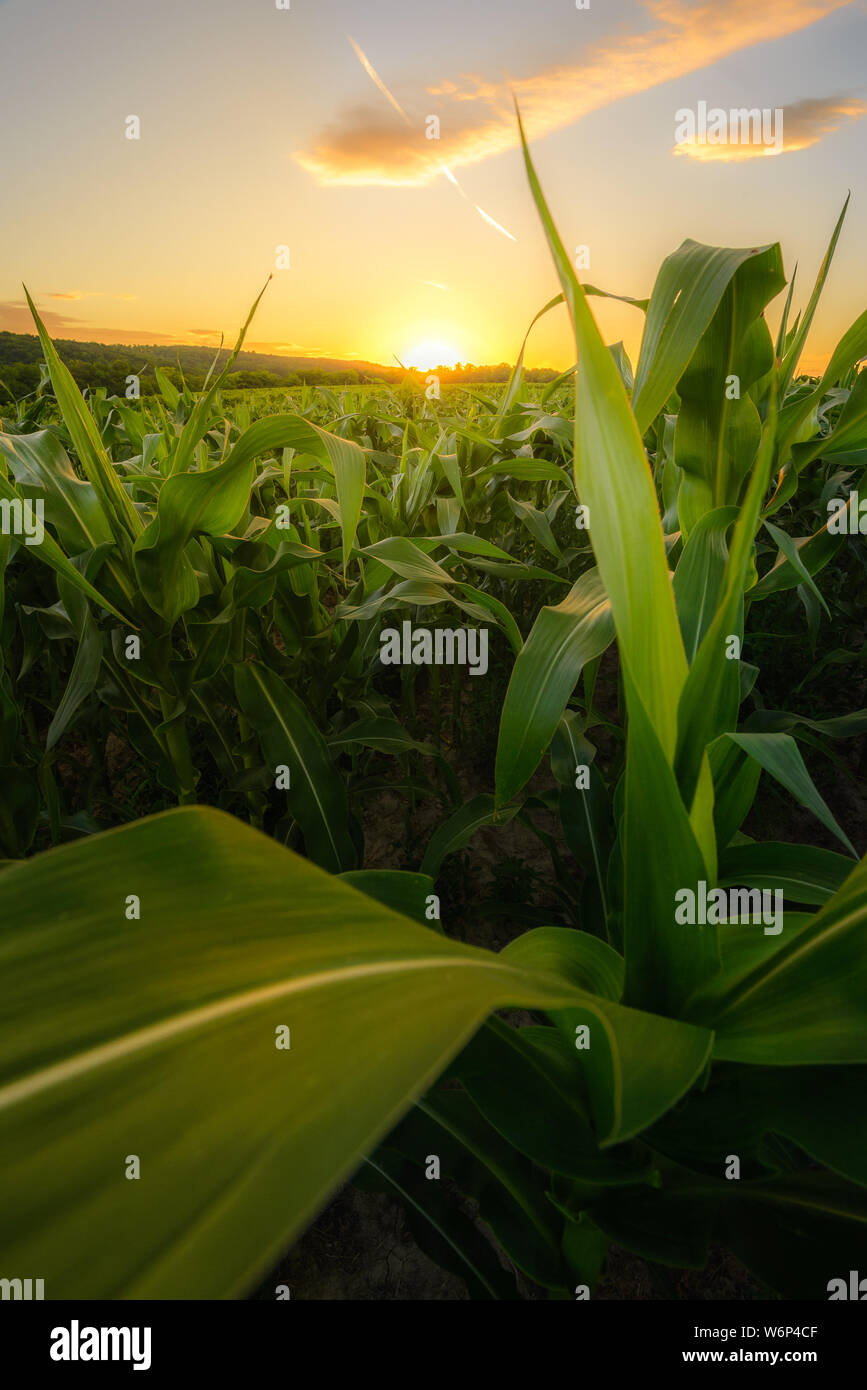 Young green corn growing on the field at sunset. Young Corn Plants ...