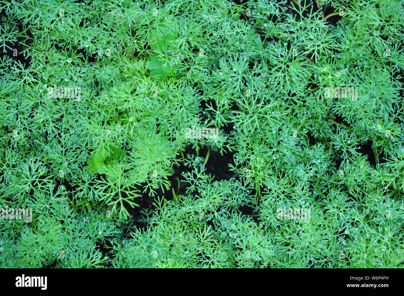 dill trees in garden for background use Stock Photo - Alamy