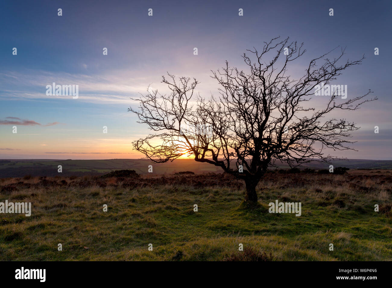 Somerset sunset tree hi-res stock photography and images - Alamy