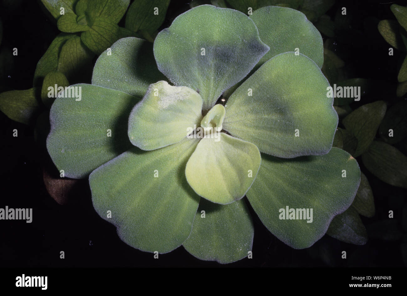 Water lettuce, Pistia stratiotes Stock Photo - Alamy
