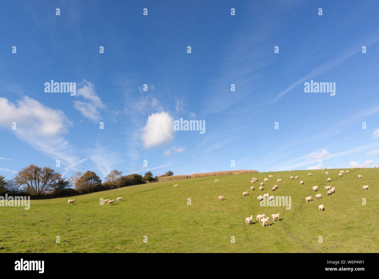 A traditional Devon countryside scene, sheep in a field overlooking a ...
