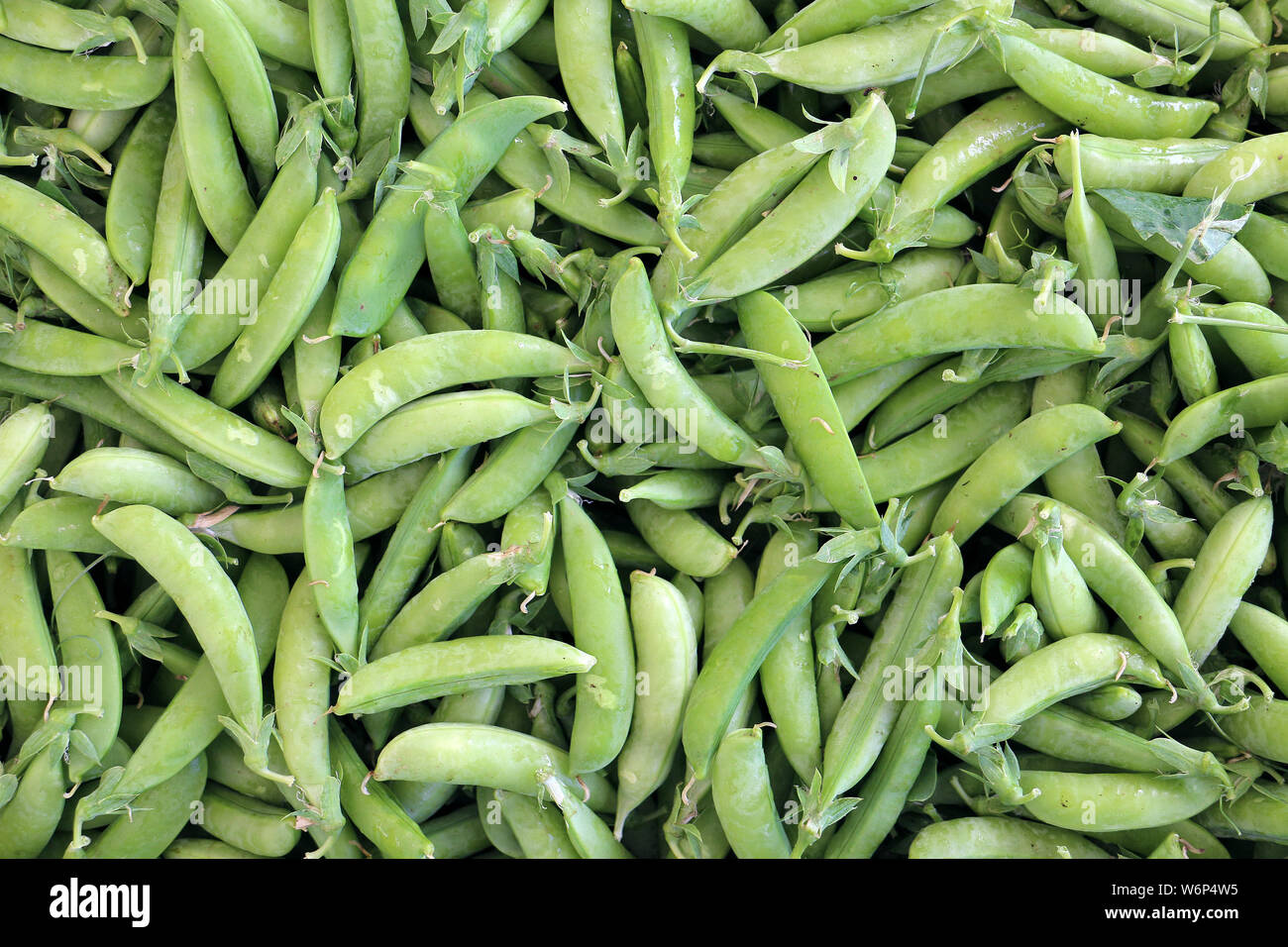 Little Marvel Pea Pod for background and texture Stock Photo - Alamy