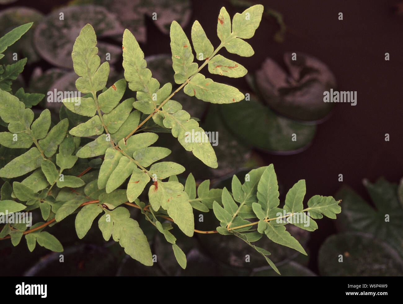Royal fern, Osmunda regalis Stock Photo - Alamy