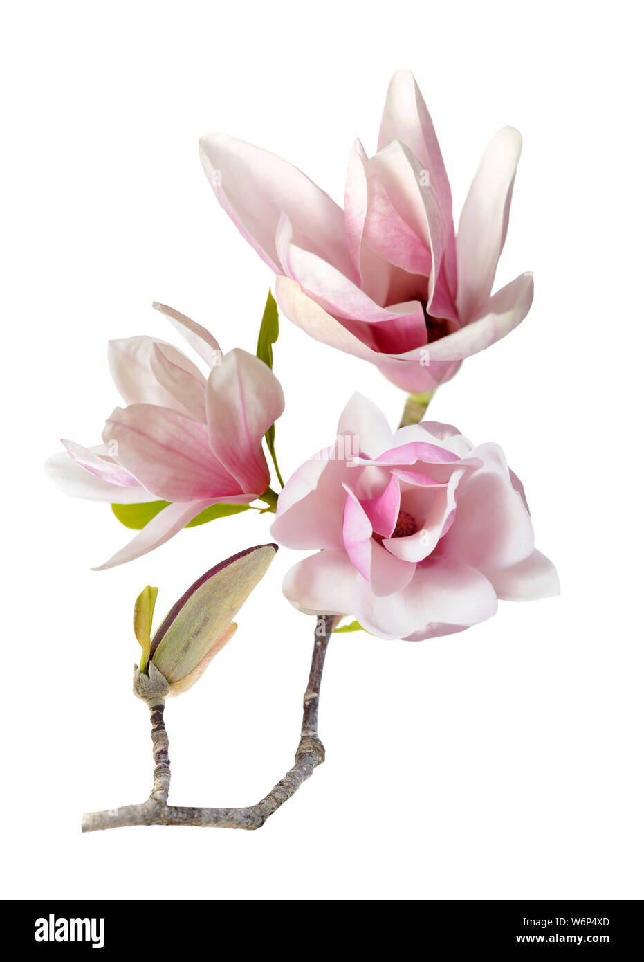 Young magnolia plant Cut Out Stock Images & Pictures - Alamy