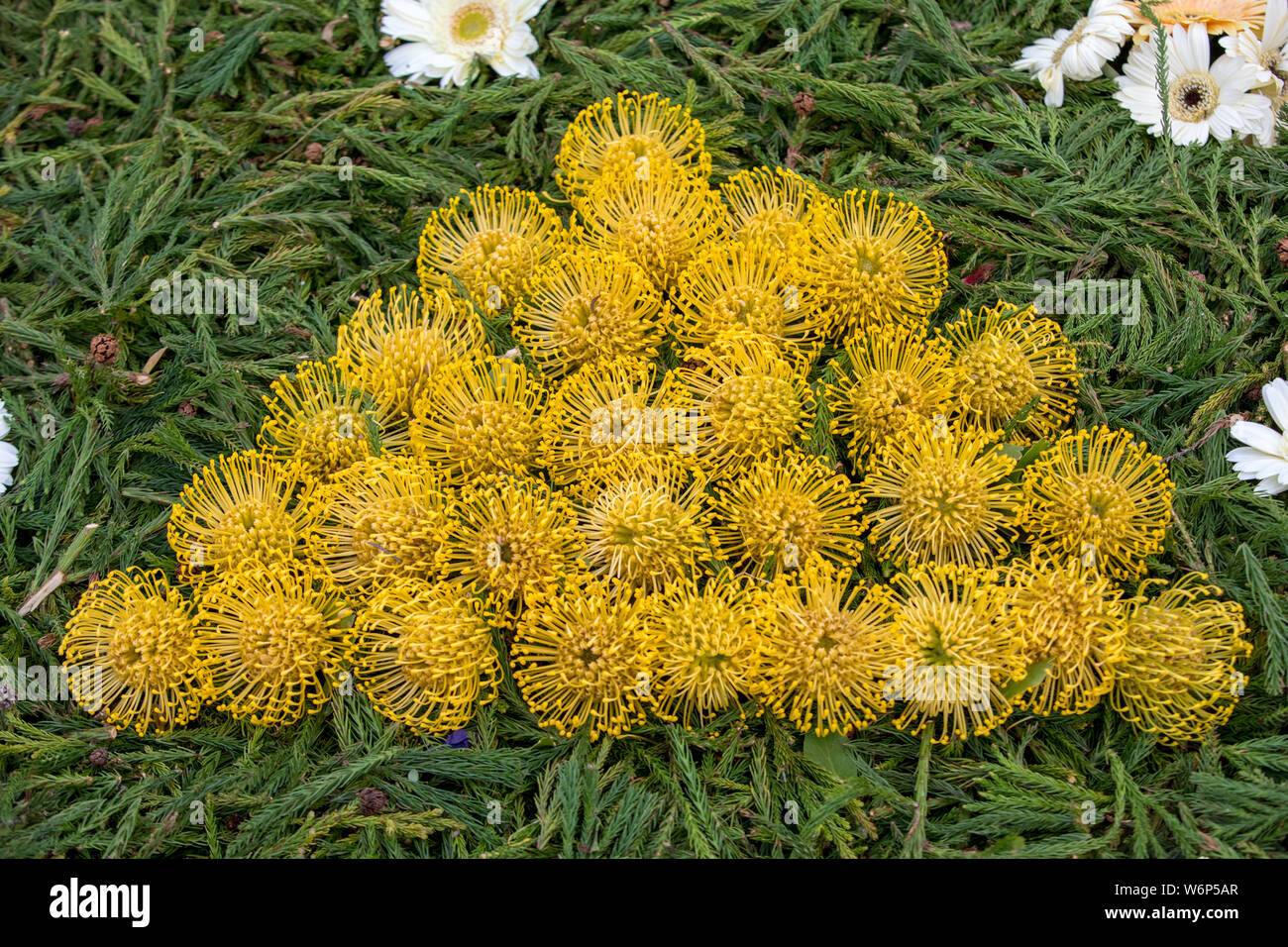 Pincushions leucospermum hi-res stock photography and images - Alamy