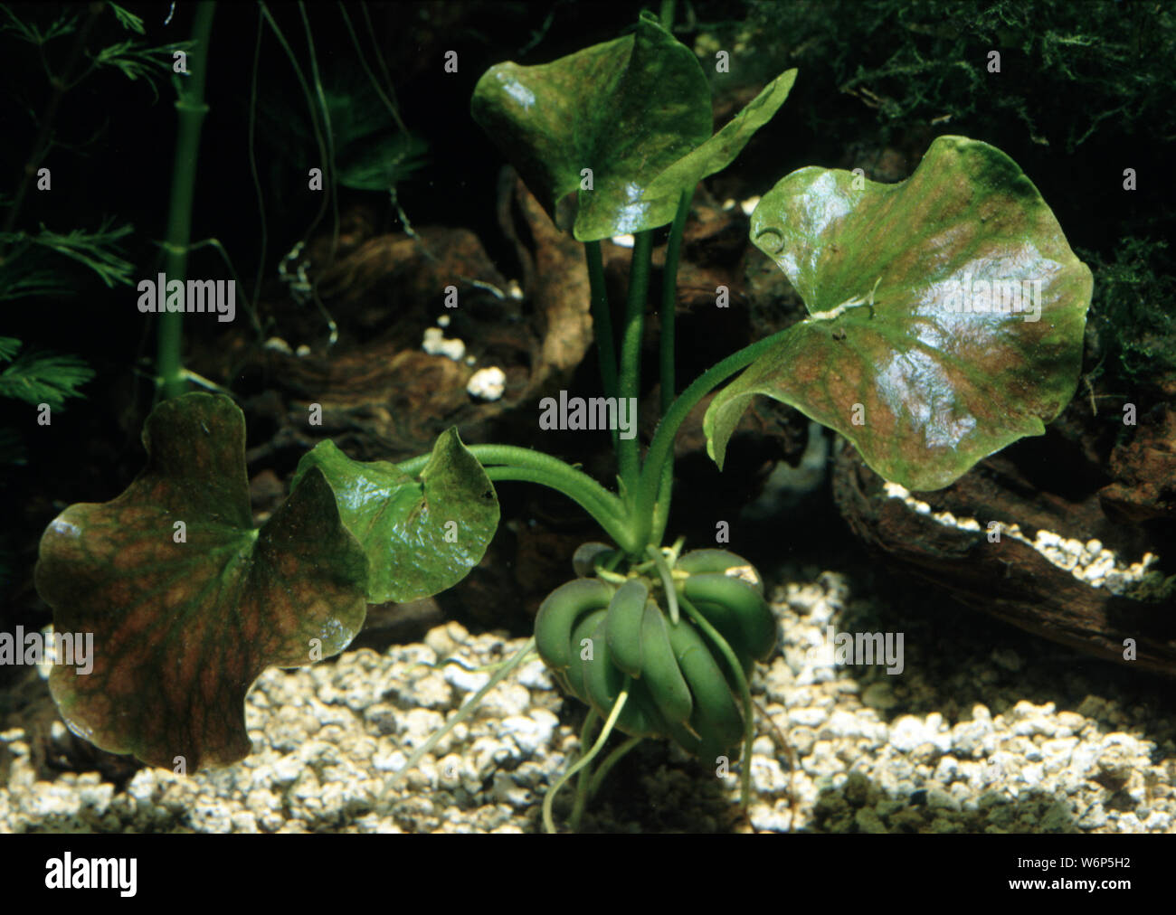 Nymphoides aquatica hi-res stock photography and images - Alamy