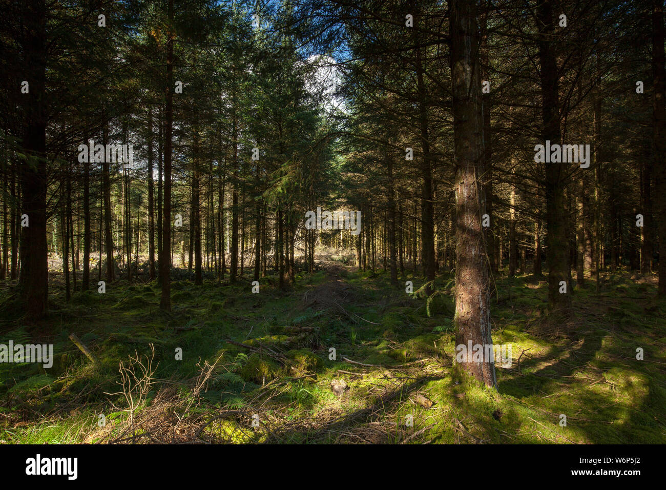 Bellever forest hi-res stock photography and images - Alamy
