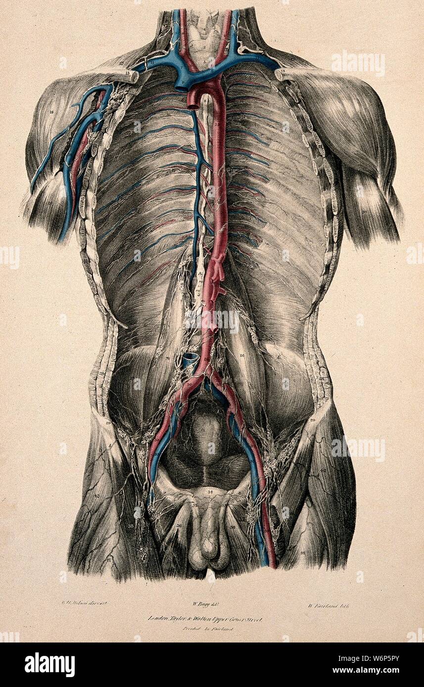 Lymphatic system isolated hi-res stock photography and images - Alamy