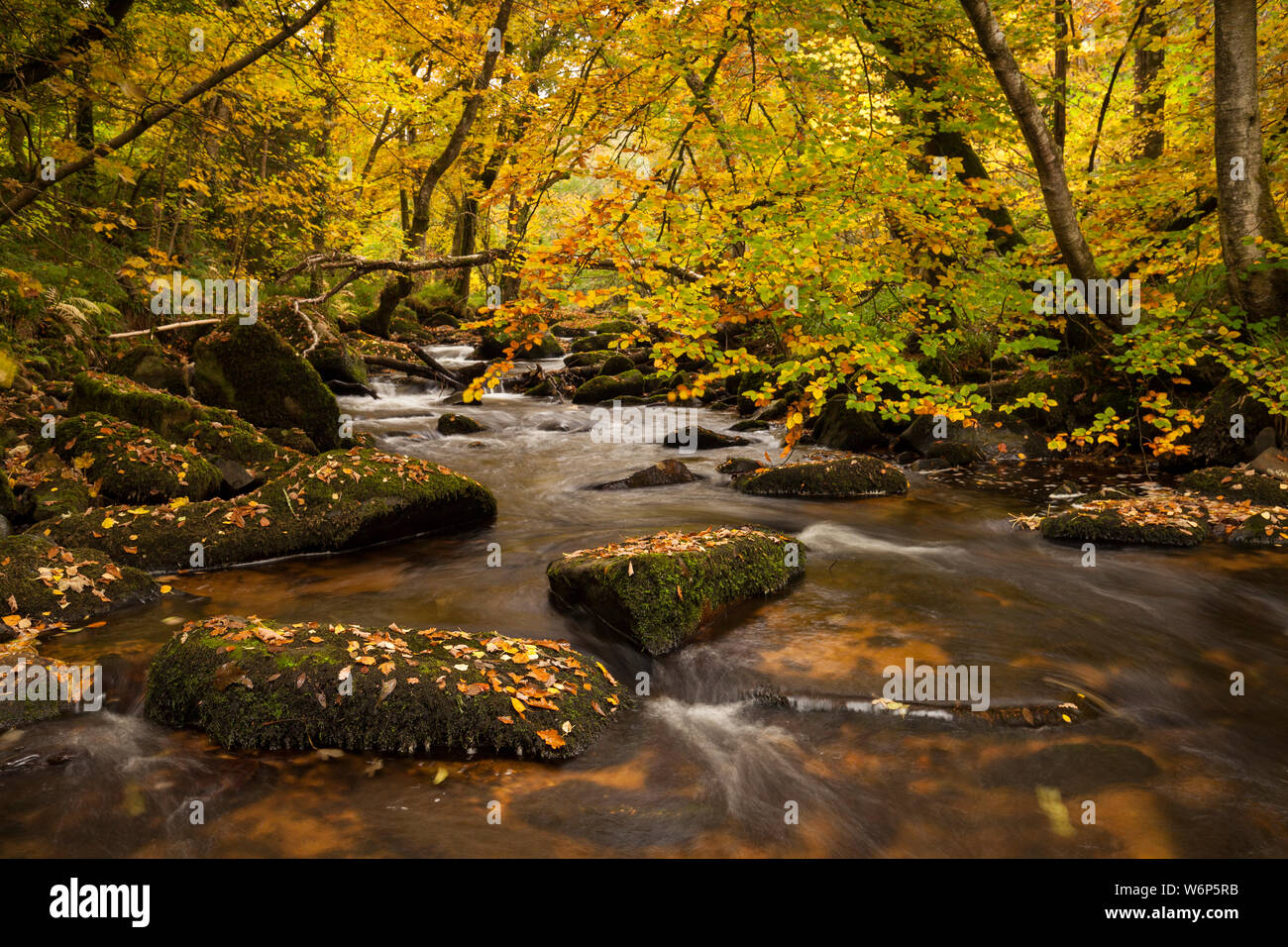 River scene with trees hi-res stock photography and images - Alamy
