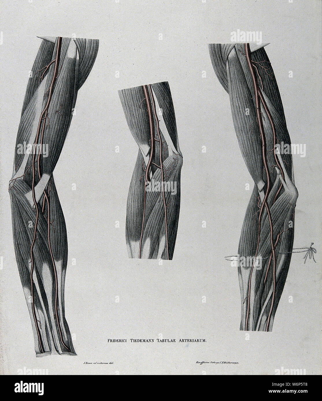 Arteries Of The Arm High Resolution Stock Photography and Images - Alamy