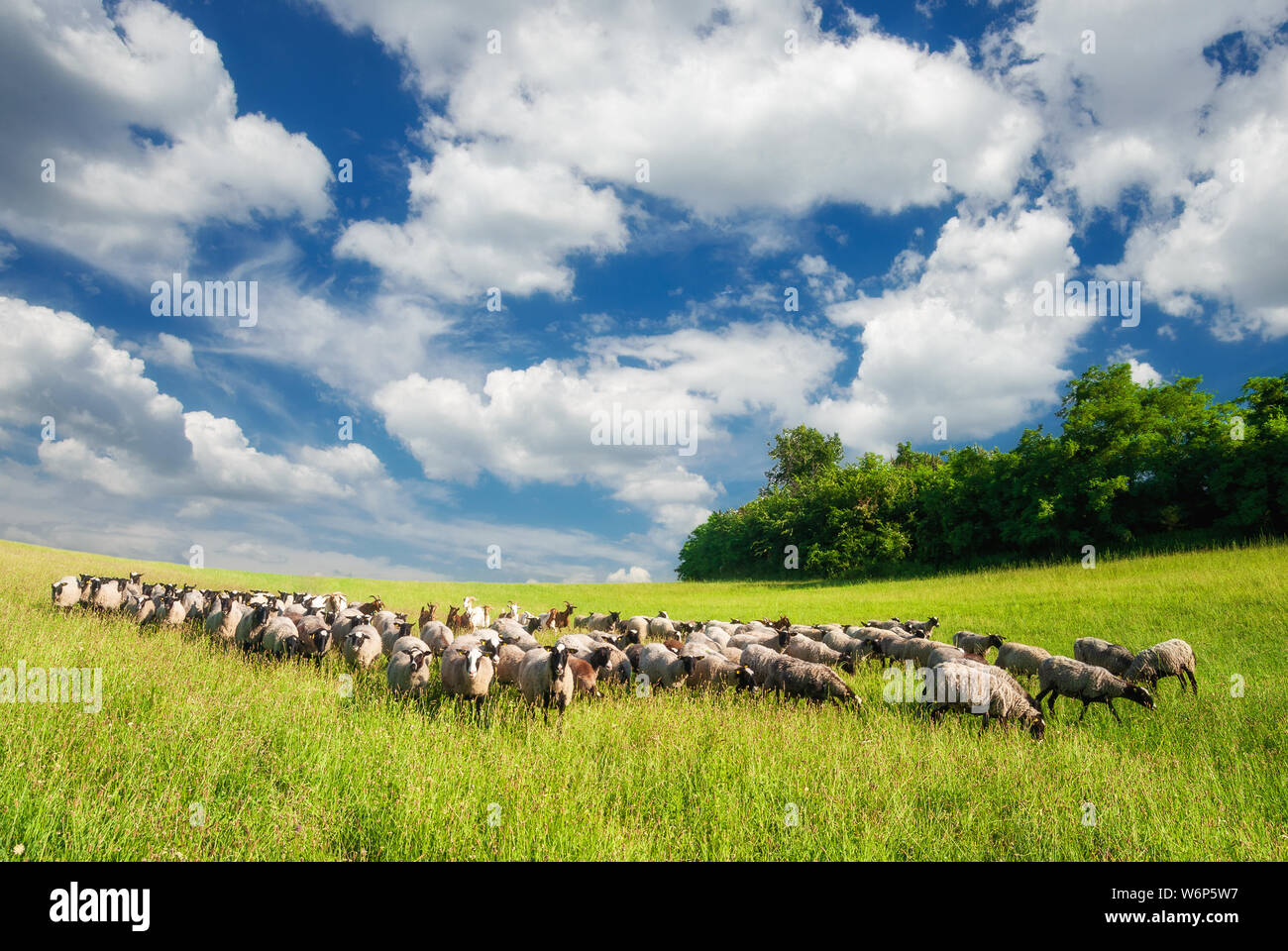 Livestock grazing on a green summer meadow in Hungary. Sheep, goat and ...