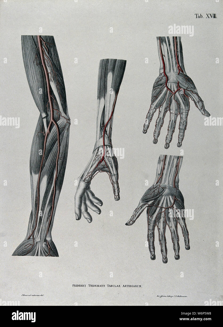 Hand blood vessels illustration hi-res stock photography and images - Alamy